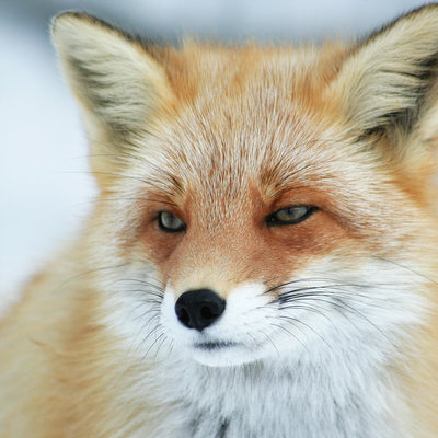 mstdn-jp.site - mstdn-jp